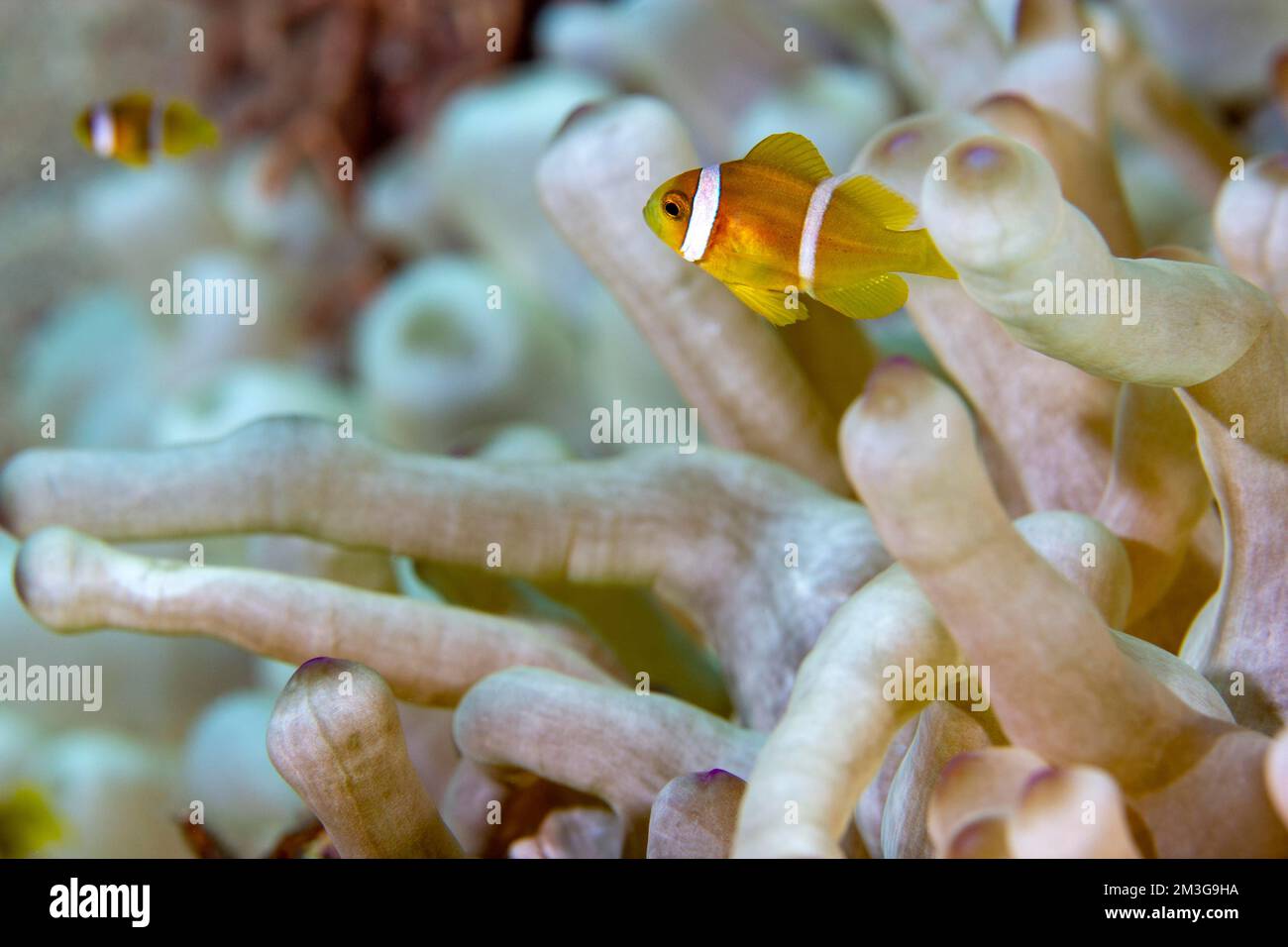 Red sea clownfish (Amphiprion bicinctus) in front of bubble anemone ...