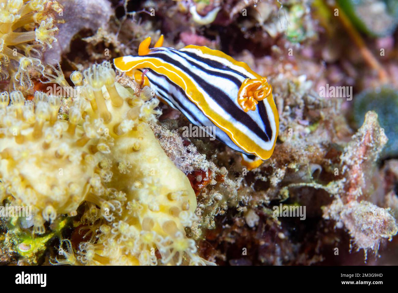 Pyjama snail (Chromodoris quadricolor) on coral reef, Red Sea, Dahab ...