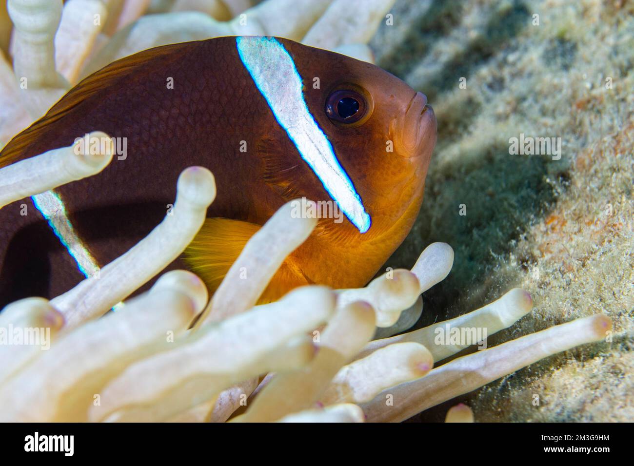 Red sea clownfish (Amphiprion bicinctus) in front of bubble anemone ...