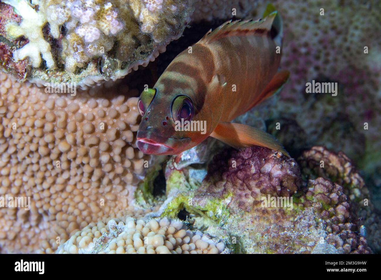 Sina peninsula hi-res stock photography and images - Alamy