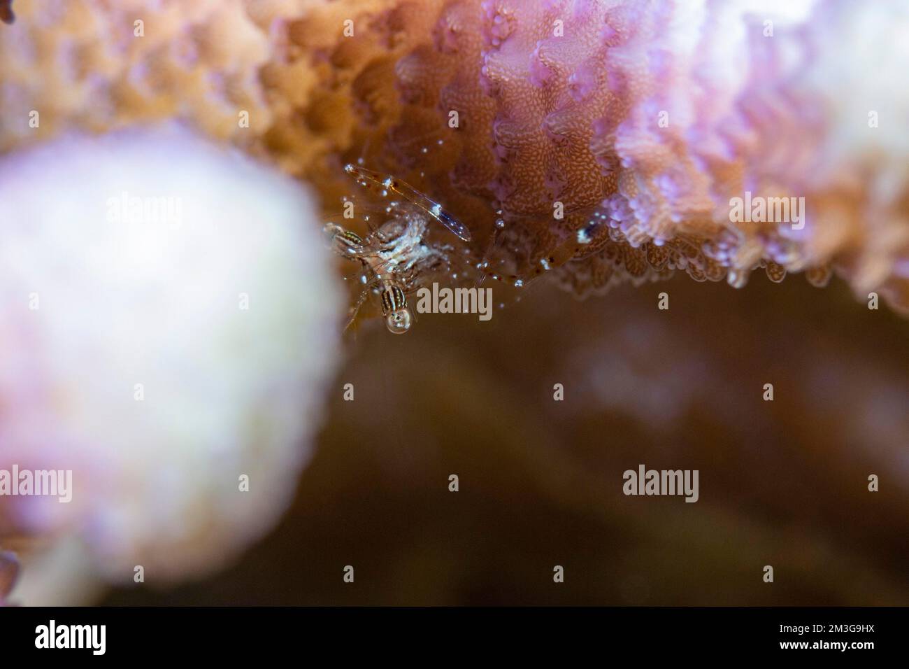 Mini shrimp, hiding in stone coral, polyps, Red Sea, Dahab, Janub sina ...