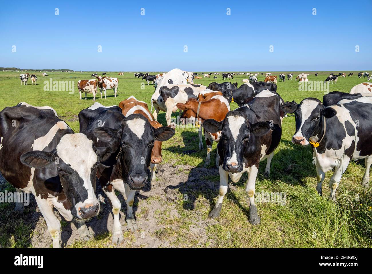Herd cows together in a field, happy and joyful and a blue sky, a ...