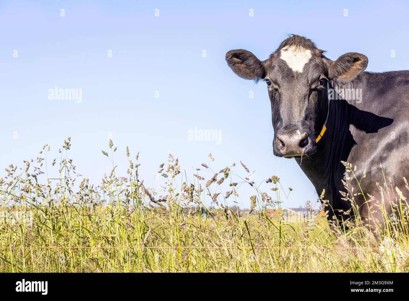 Cow right edge side, head around the corner, a blue sky, looking at ...