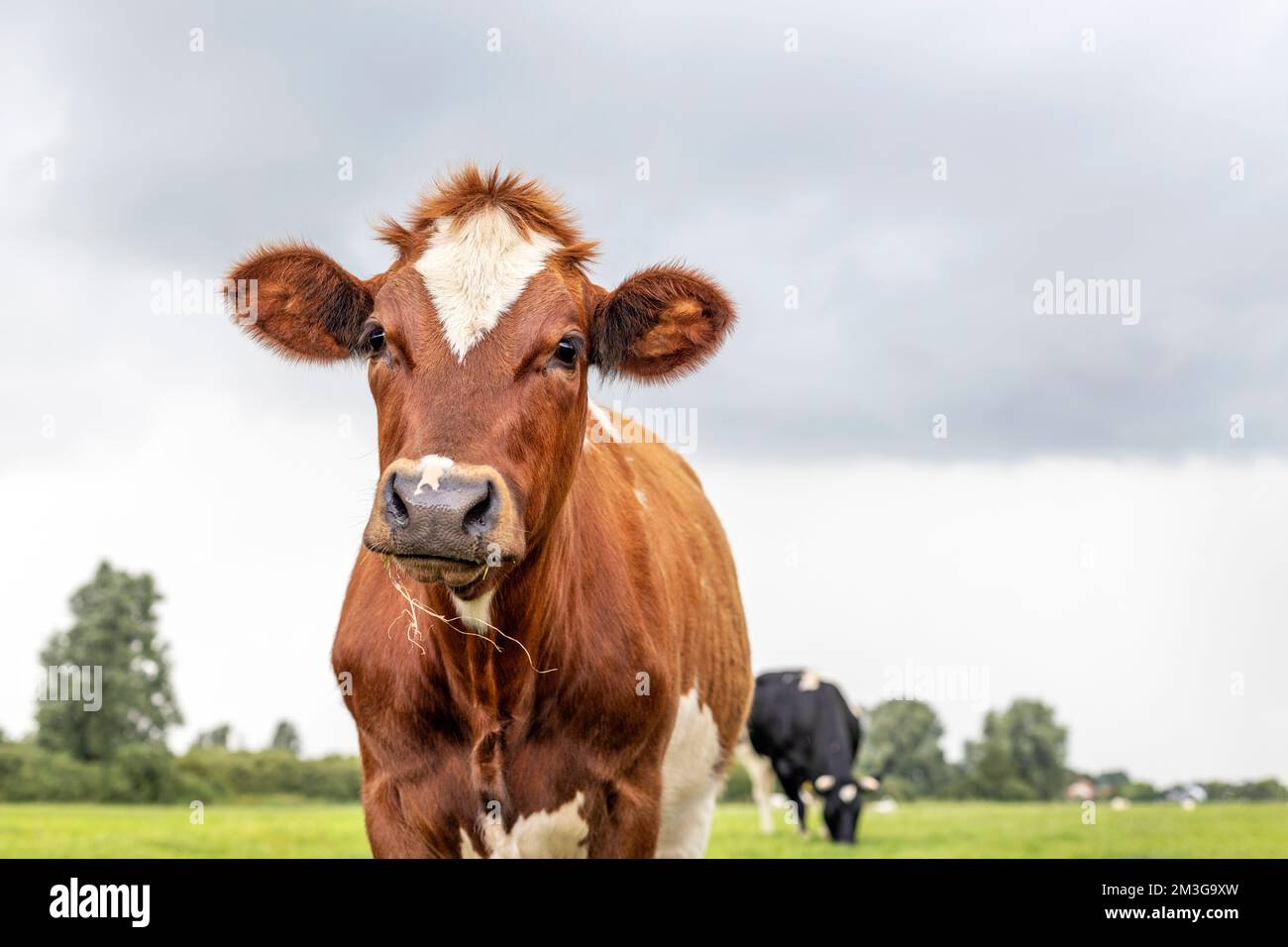 Red Holstein Cow Head