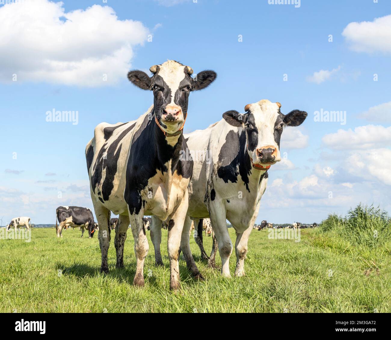 2 Cows black and white, standing in a field, in the Netherlands ...