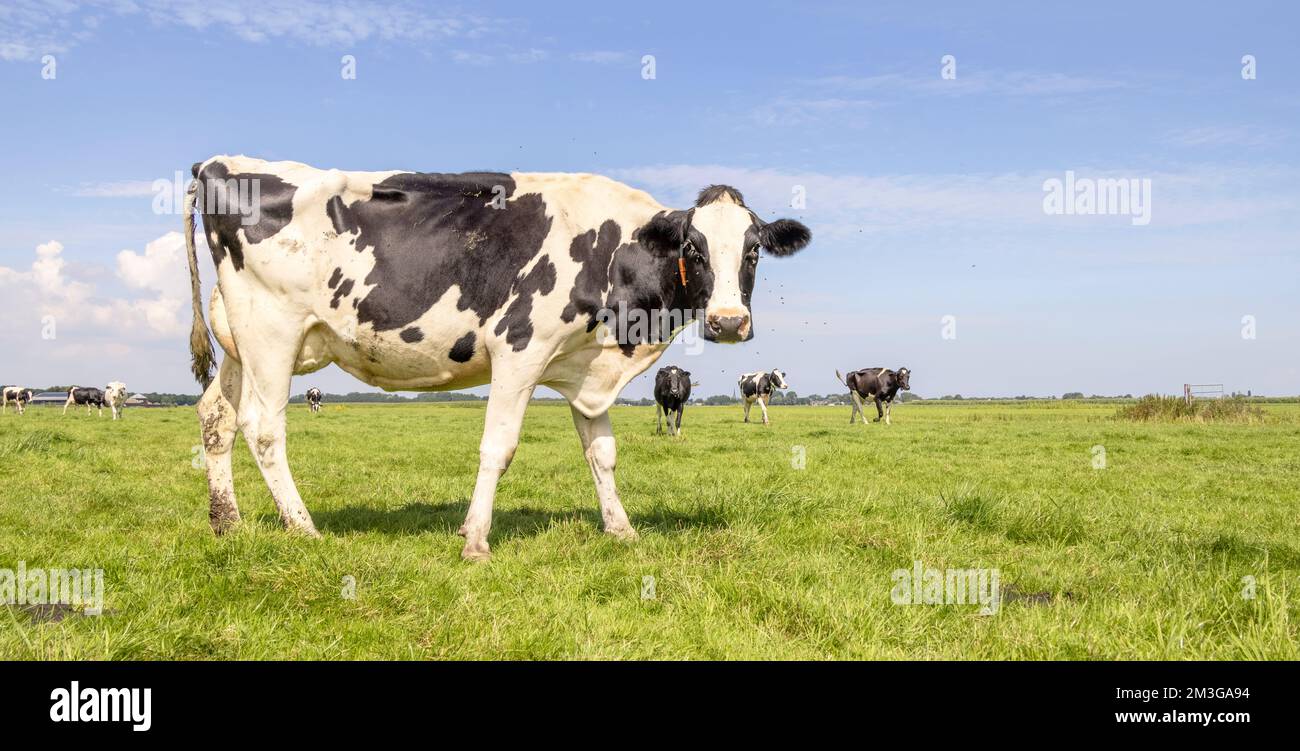 Dairy cow standing on green grass in a meadow, pasture and a blue sky ...