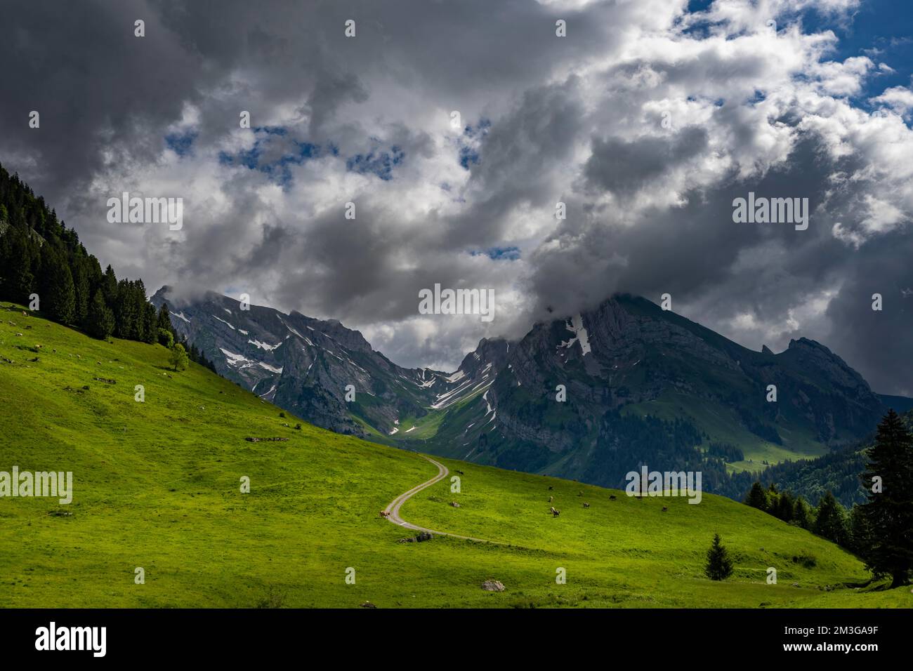 Mountain meadow with path and Altmann summit in the background ...