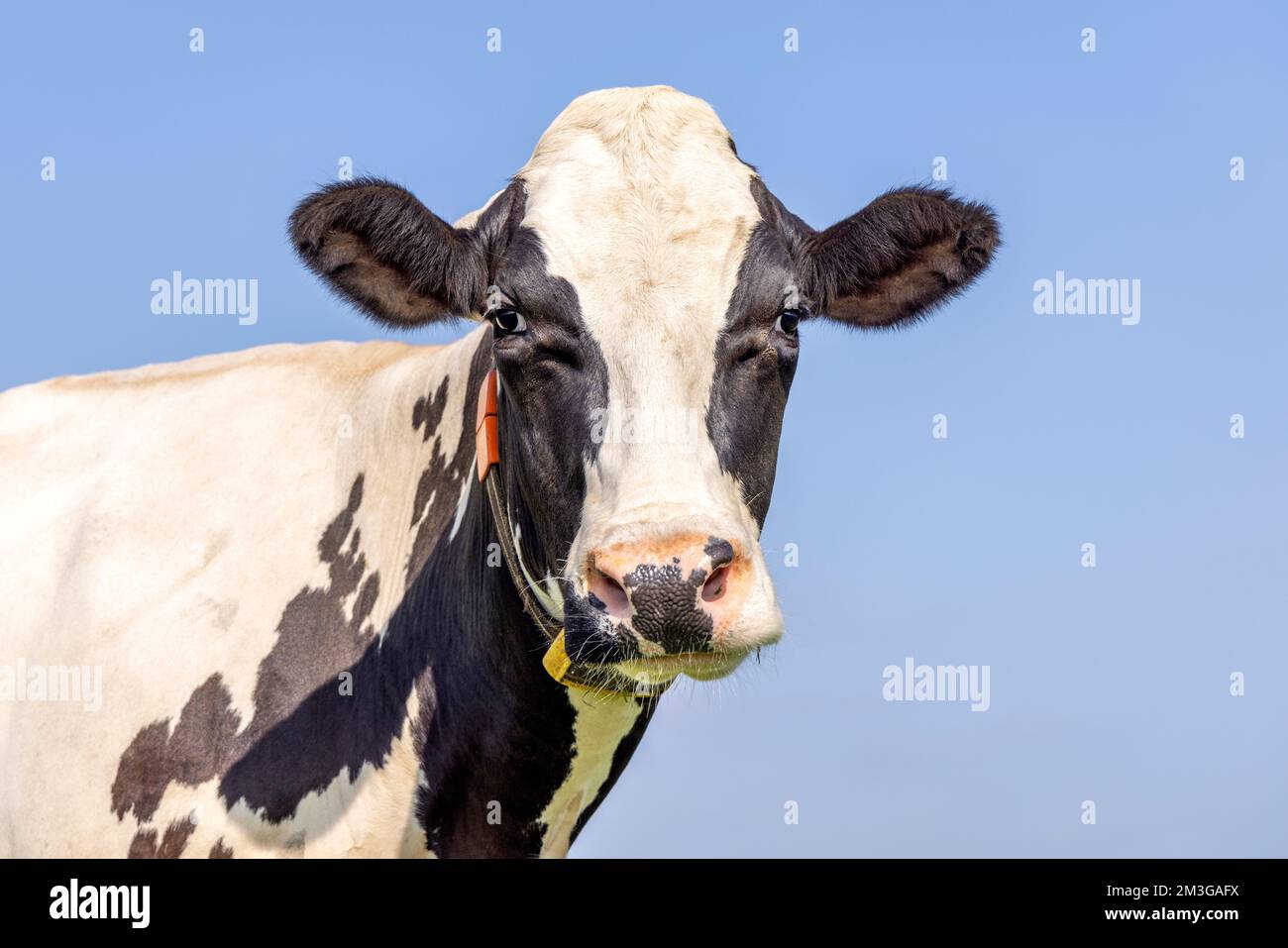 Cute cow looking friendly, portrait of a mature and calm bovine, pink ...