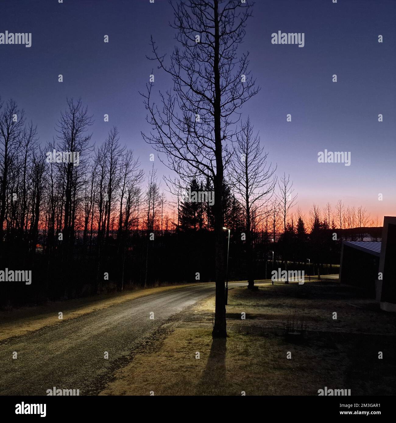 A curvy dirt road with the silhouette of weathered forest at a pink ...