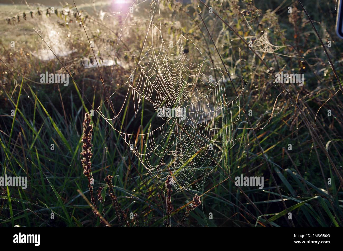 Close-up, Spider's web, Threads, Web spiders (Araneae), Nature, A ...