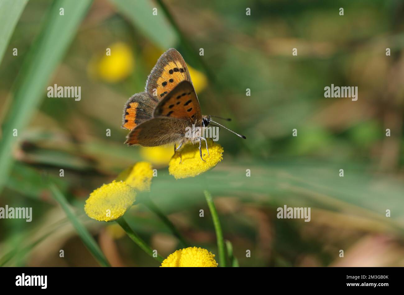 Close-up, small copper (Lycaena phlaeas), wing, yellow flower, The ...