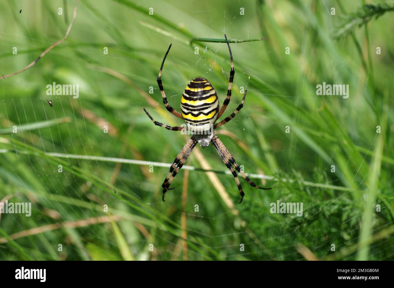 Close-up, wasp spider (Argiope bruennichi), female, spider web, meadow ...
