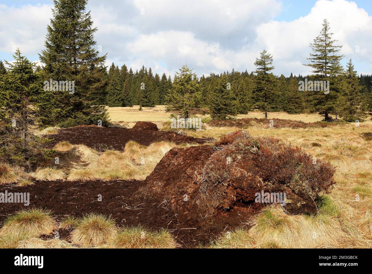 Raised bog with former peat cutting walls, Vogtland, southern Czech ...