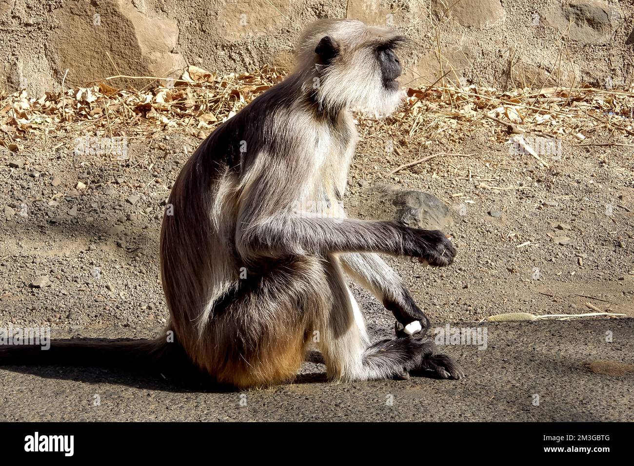 A side view of a white and black furry monkey (Cercopithecidae) sitting ...