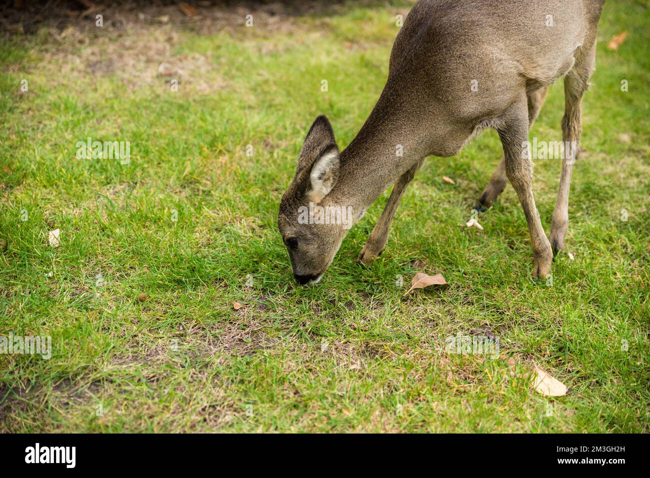 Beautiful Deer Fawn standing on meadow with flowers in springtime ...