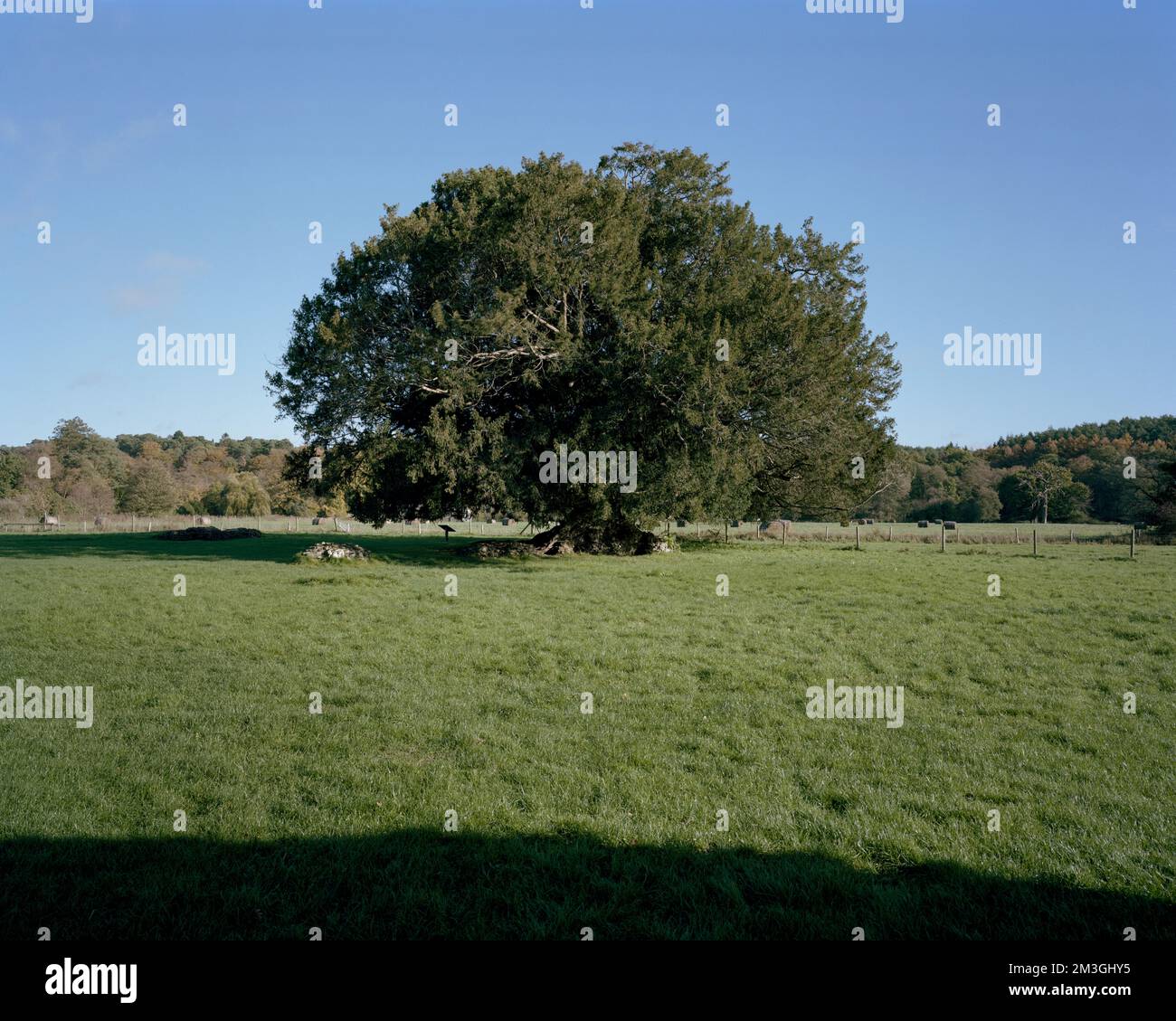 The winner of UK Tree of the Year 2022 is a yew perching on the ruins ...