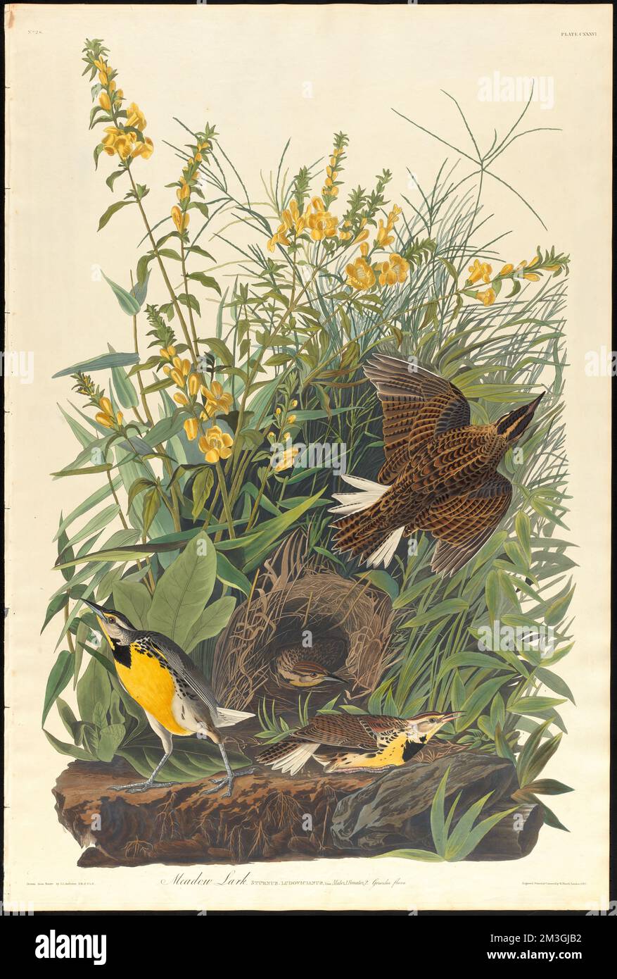 Meadow lark : Sturnus ludovicianus, Linn. Males, 1. Females, 2 ...