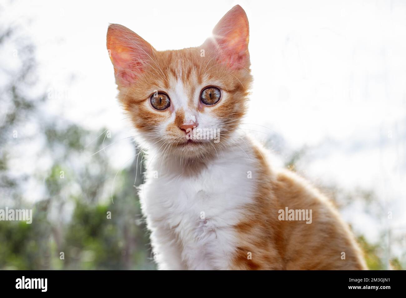 Cute red kitten with a dirty nose and an attentive look Stock Photo - Alamy