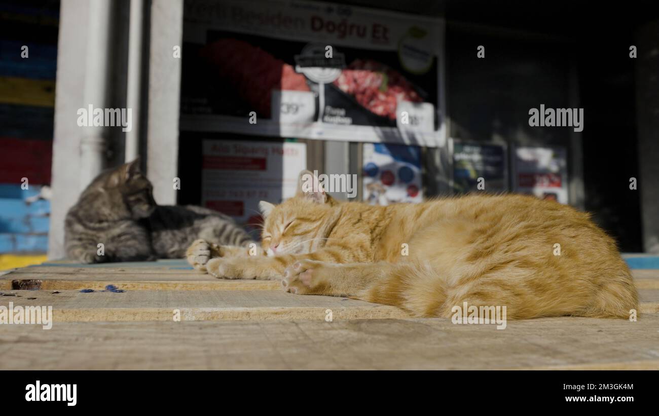 Adorable lazy cats basking in hi-res stock photography and images - Alamy