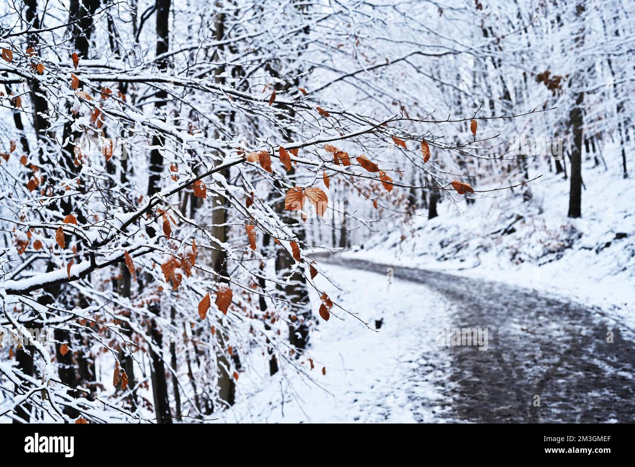 The first snow of winter in the Sauerland has also reached the lower ...