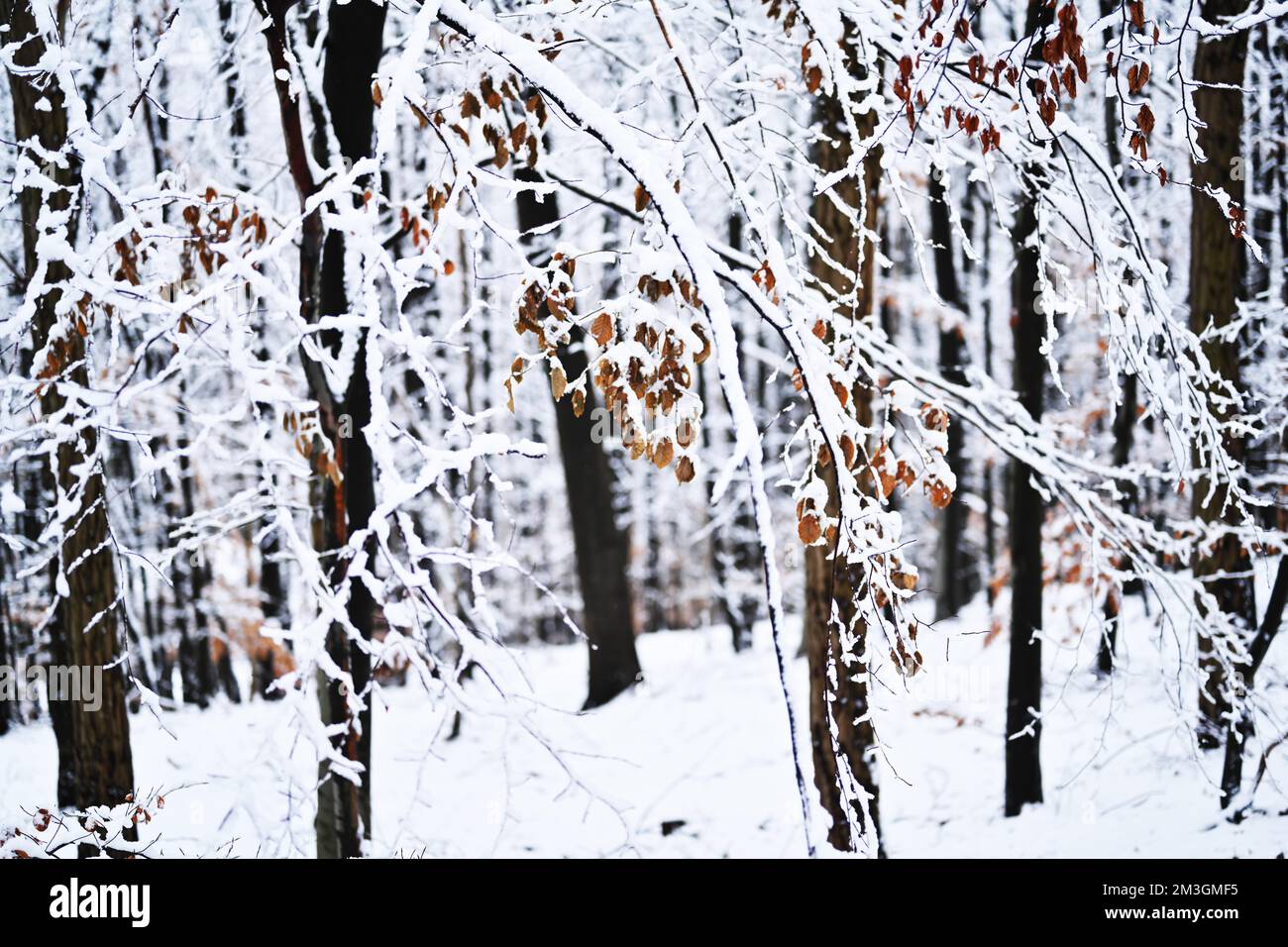 The first snow of winter in the Sauerland has also reached the lower ...