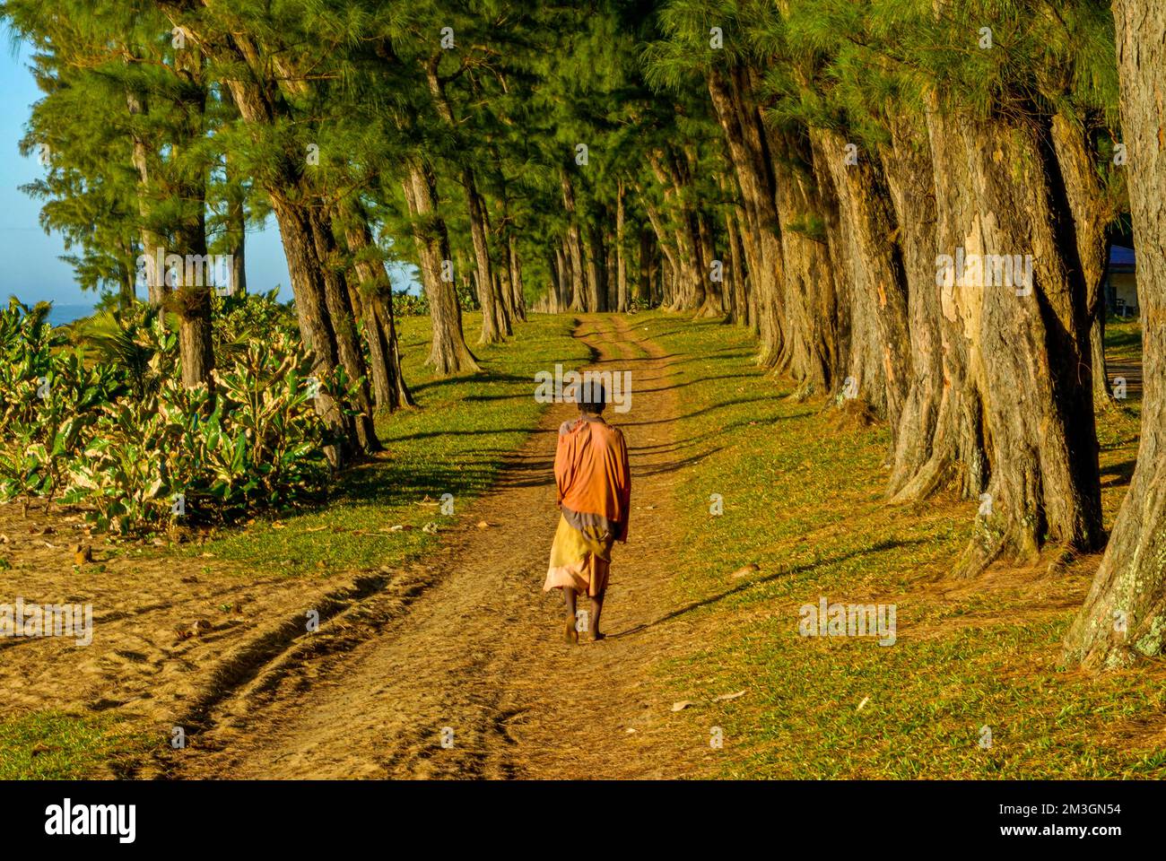 Man walking through the artifical planted tree line, Manakara ...