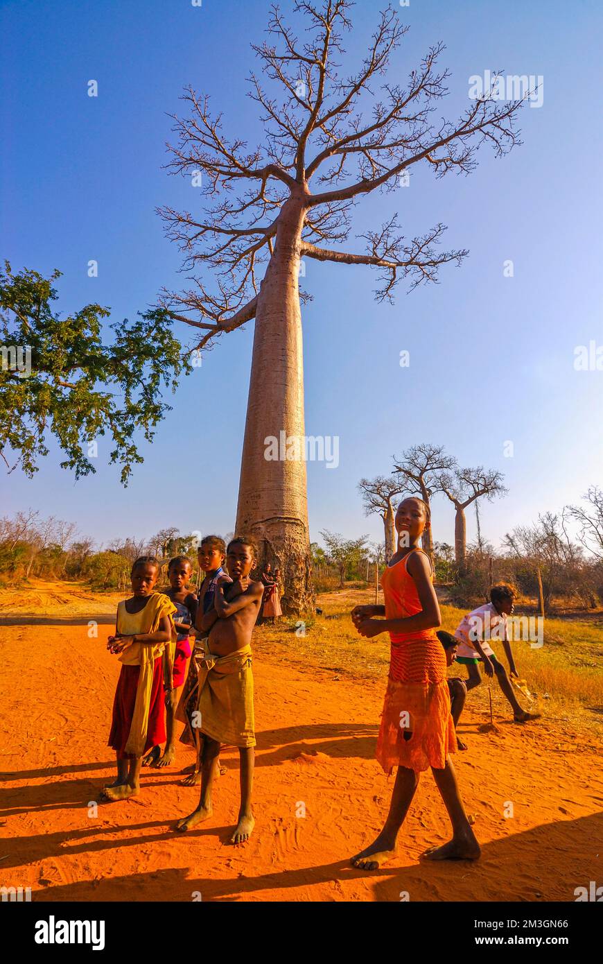 Children playing before a Baobab near Morondave, Madagascar, Indian ...