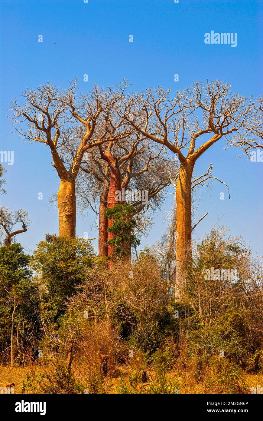 Baobab anear Morondave, Madagascar Stock Photo - Alamy