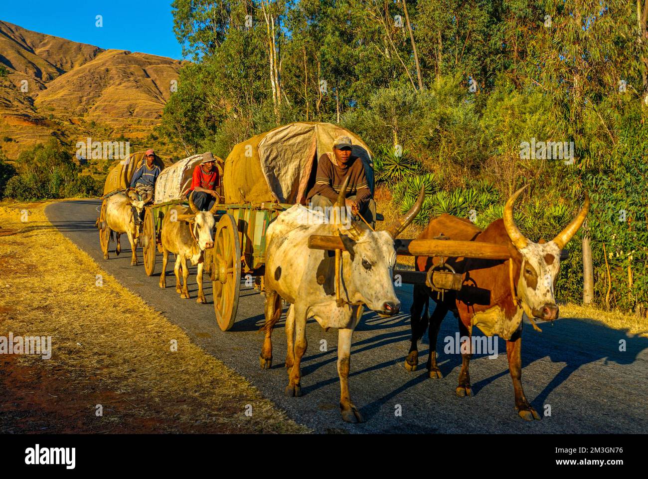 Ox cart caravan along the road between Antanarivo and Morondavia ...