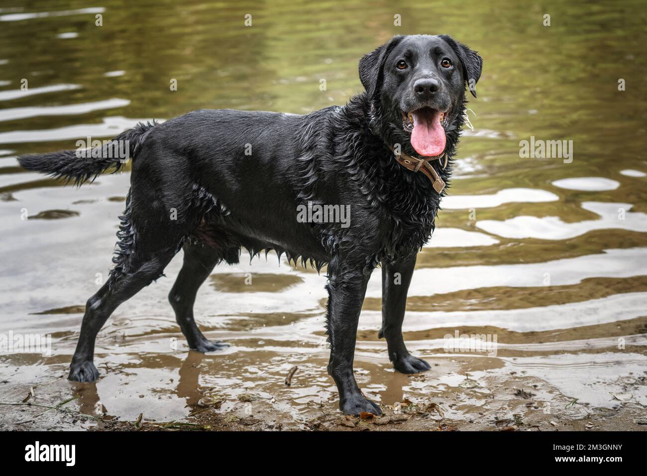 A wet Black Labrador standing in the lake and looking towards the ...
