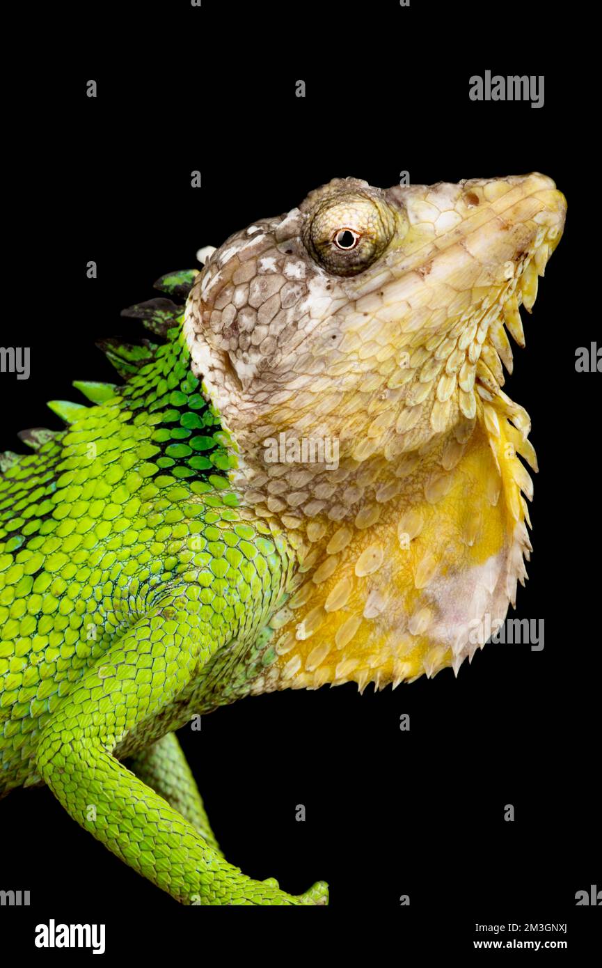 Peruvian Bush Anole (Polychrus peruvianus Stock Photo - Alamy