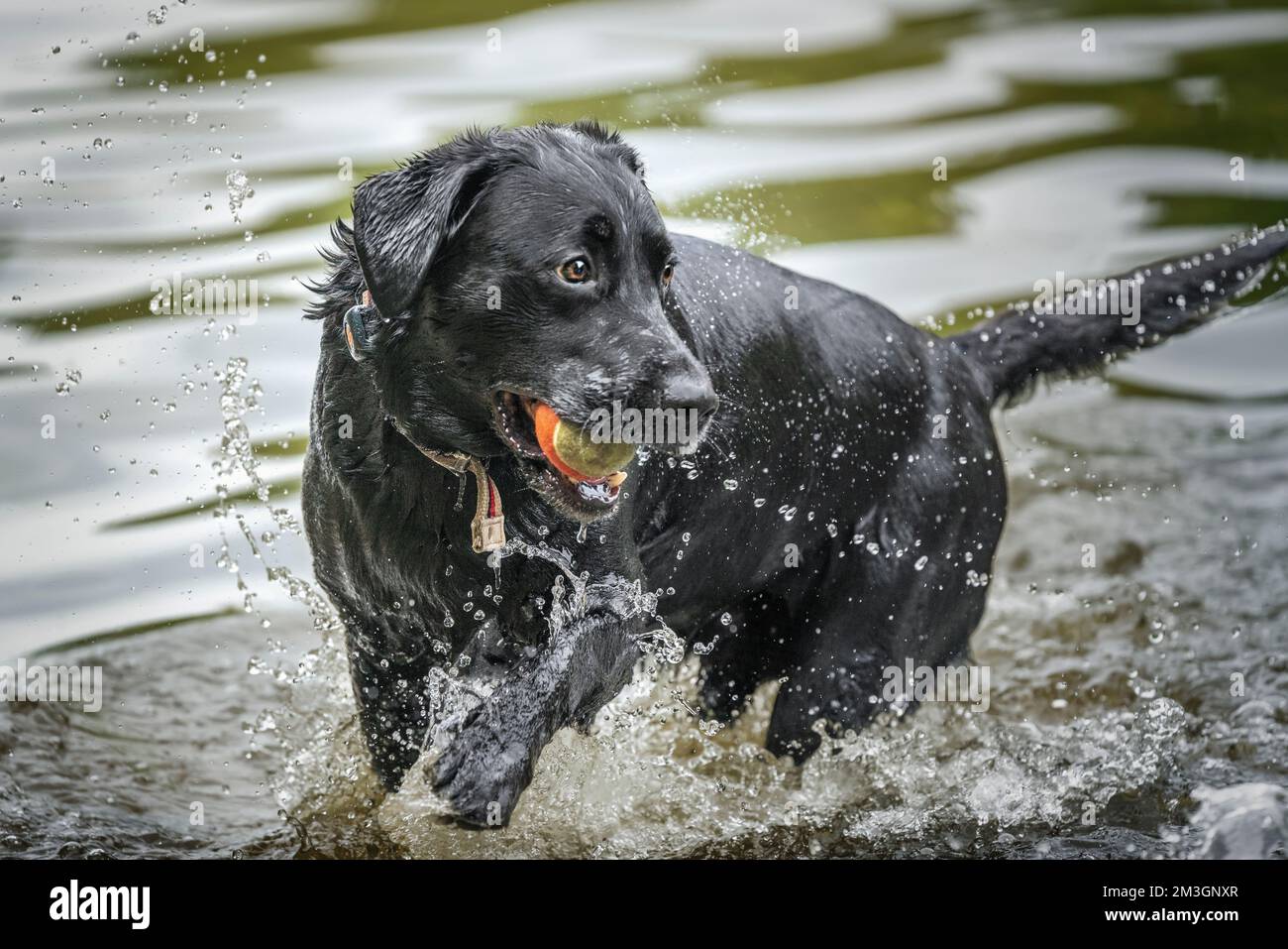 A wet Black Labrador splashing and playing in the lake with his ball ...