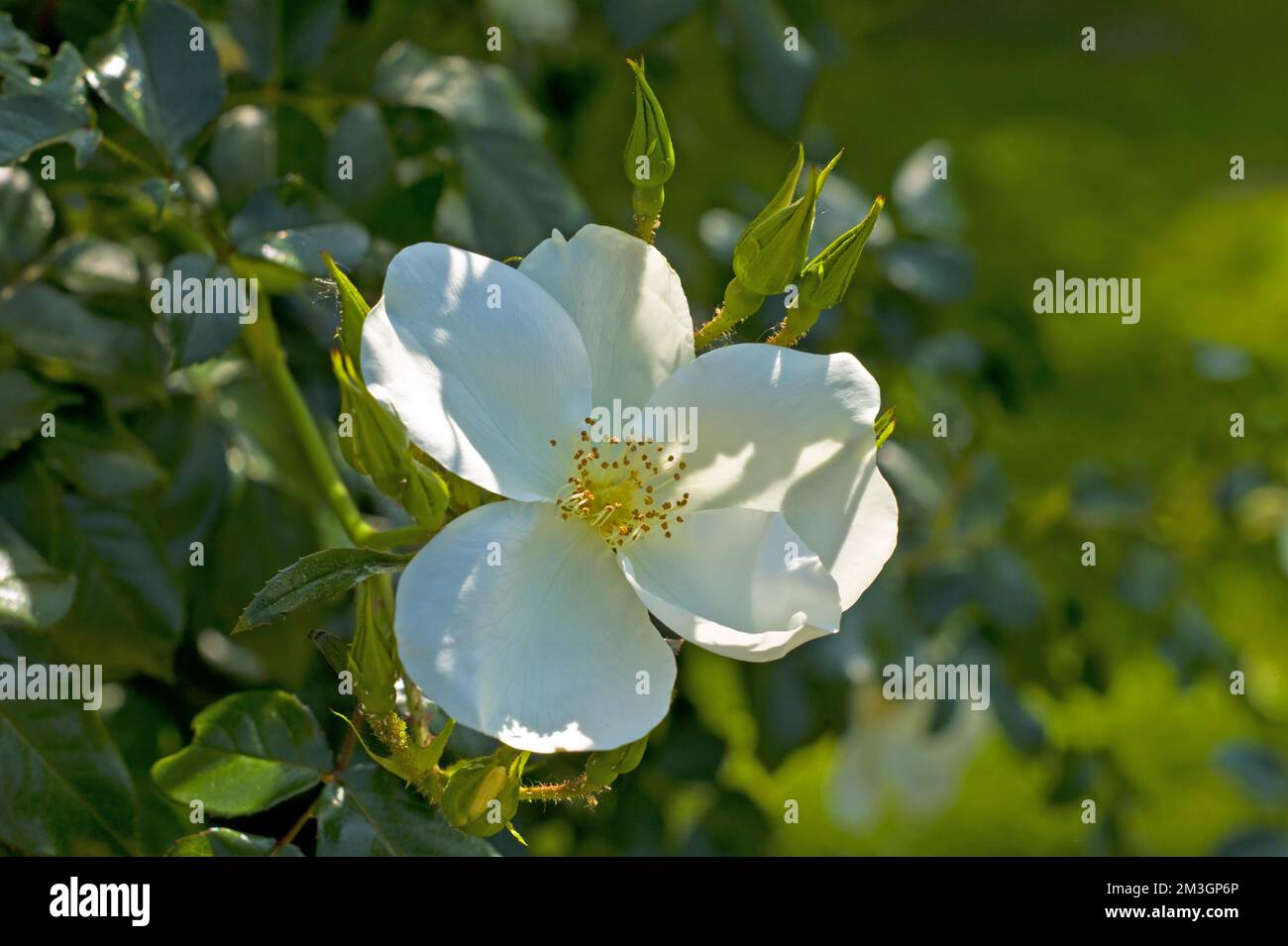 Escimo hi-res stock photography and images - Alamy