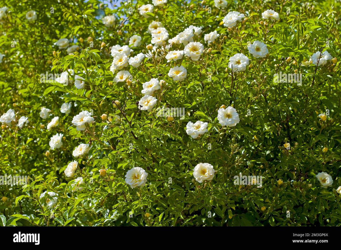 Flora stieglitz hi-res stock photography and images - Alamy