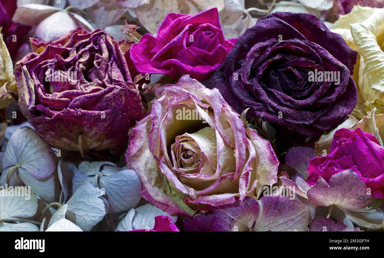 Dried rose petals Stock Photo - Alamy