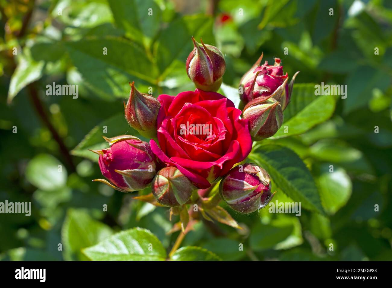 Red hot chili pepper 2004 hi-res stock photography and images - Alamy