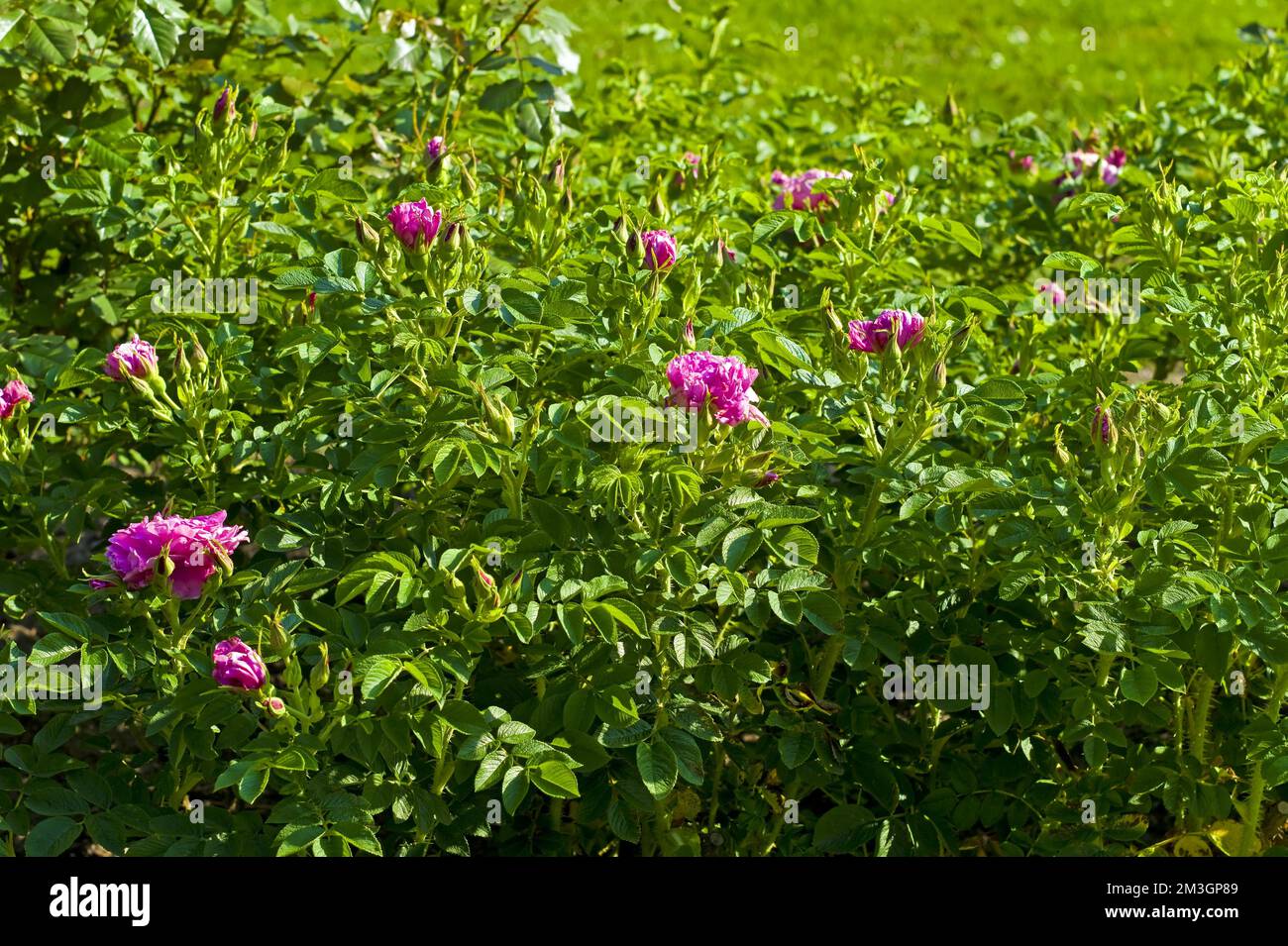 Rose, Tree Rococo Stock Photo - Alamy