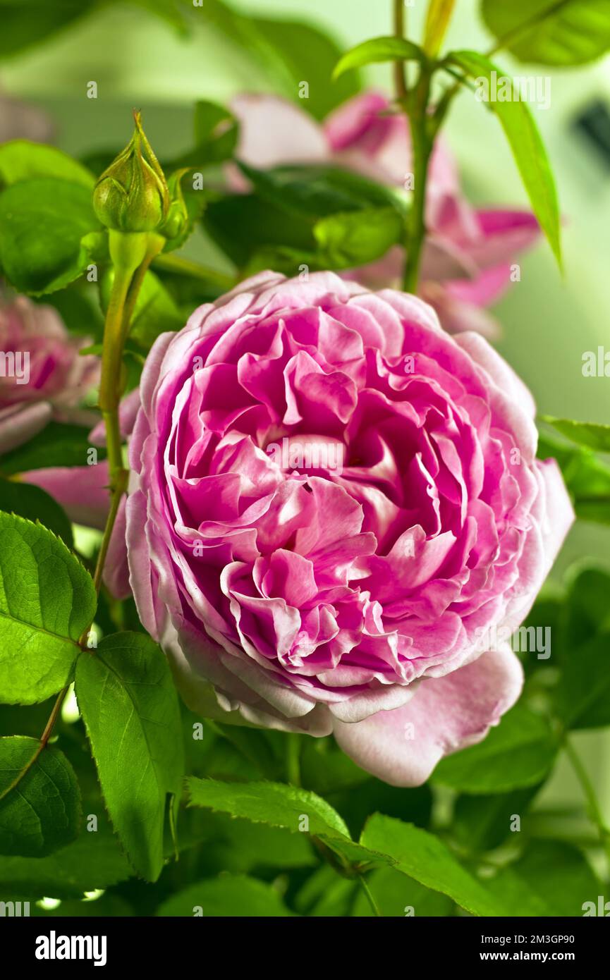 Rose Mary Rose, David Austin Stock Photo - Alamy