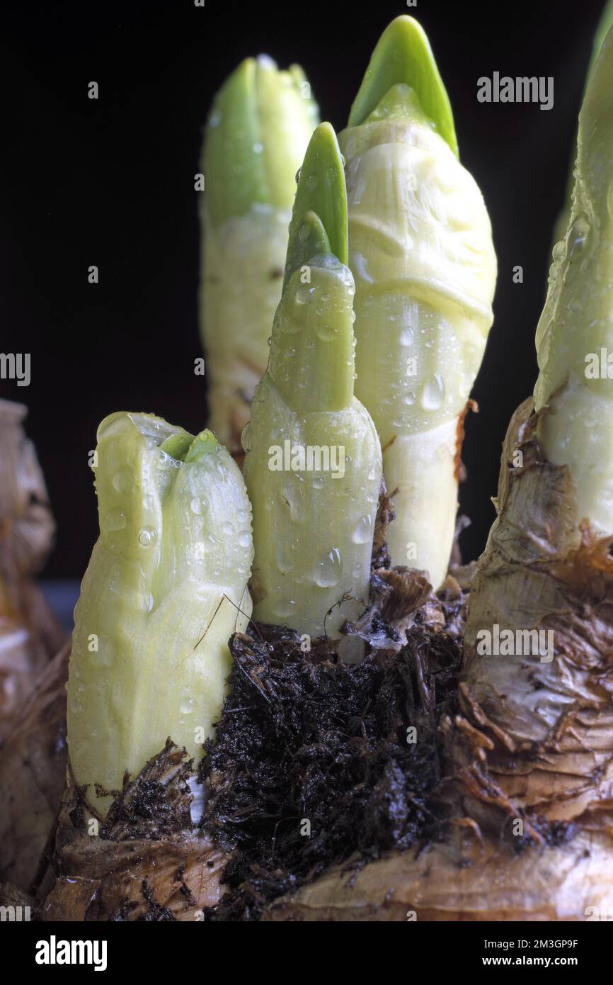 Daffodils (Narcissus) sprouts, studio shot Stock Photo - Alamy
