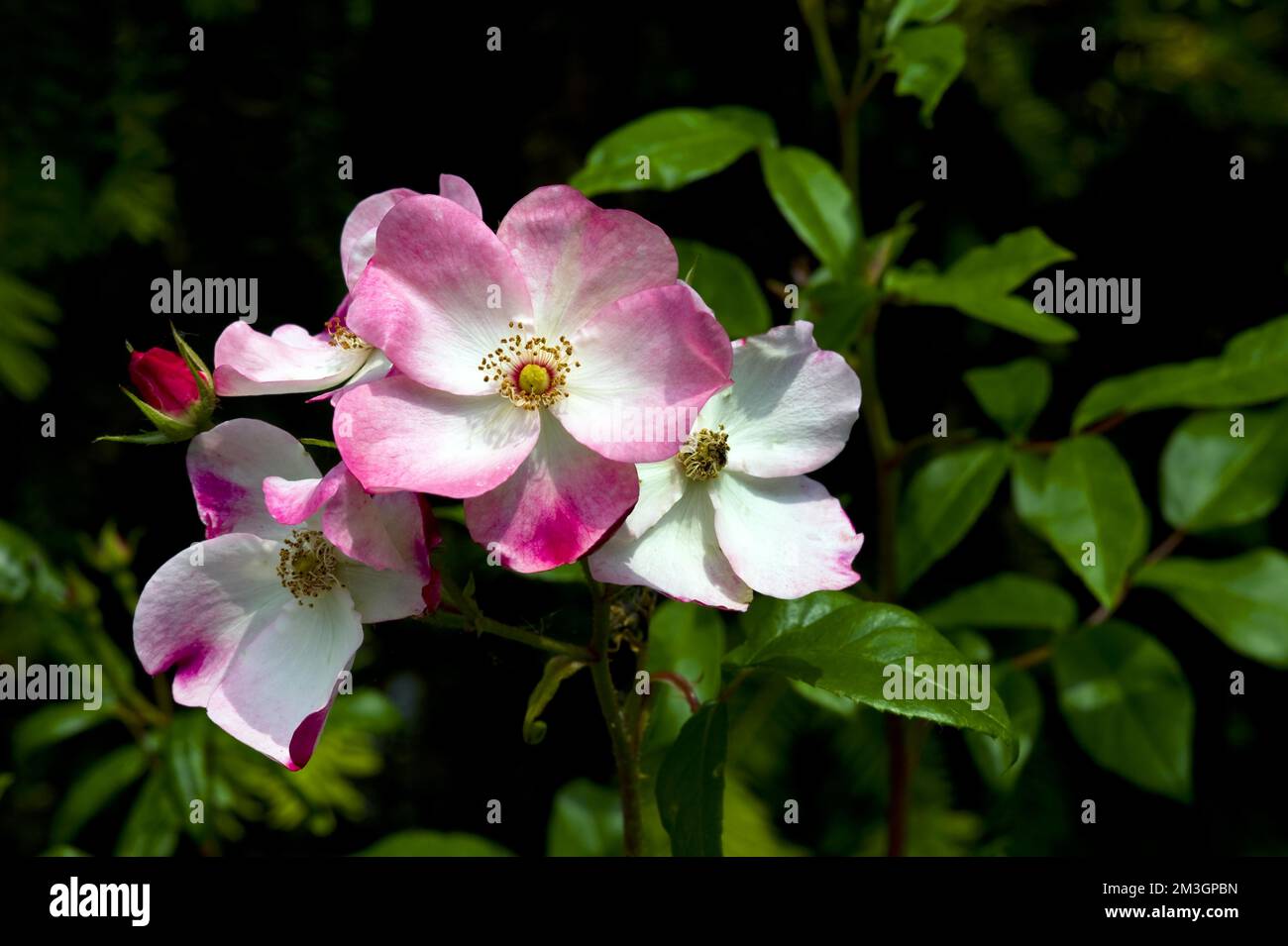 Shrub Rose Rush, breeder Lens 1983 Stock Photo - Alamy