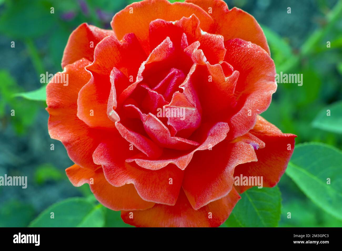 Alexander hybrid tea rose hi-res stock photography and images - Alamy