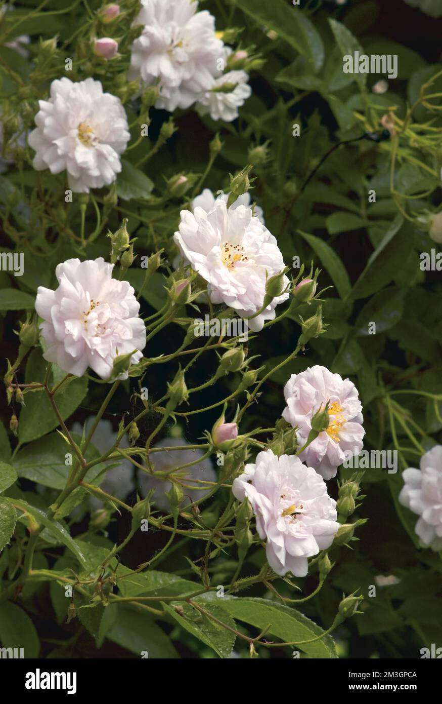 Rambler Rose Pauls Himalaya-Moschus Stock Photo - Alamy