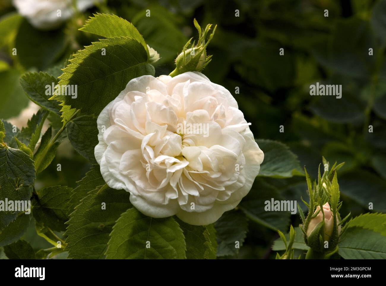 Alba Rose Alba Maxima Stock Photo - Alamy