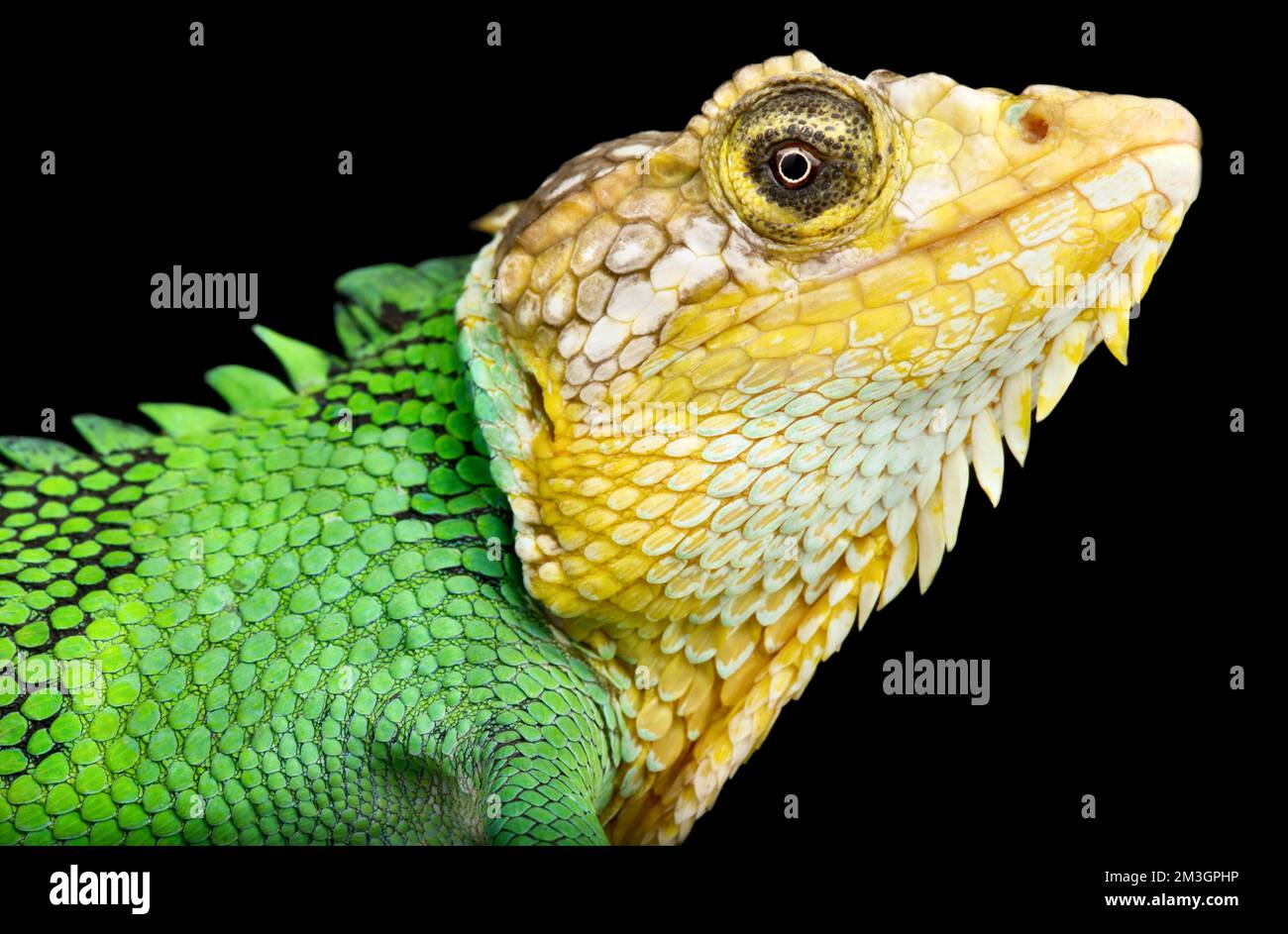 Peru or ecuador hi-res stock photography and images - Alamy