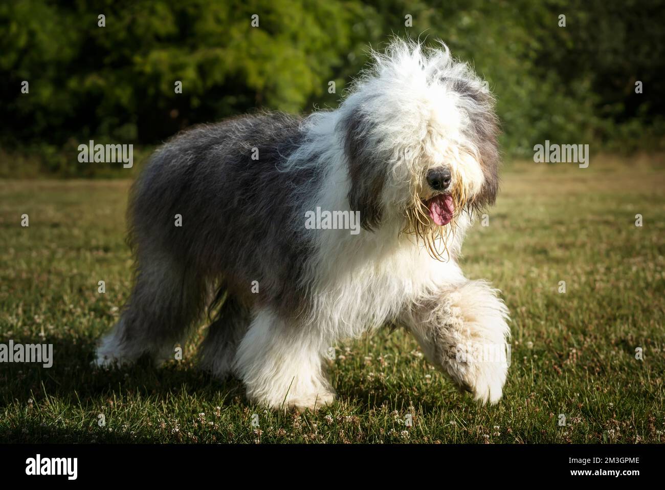 Walking old english sheepdog hi-res stock photography and images - Alamy