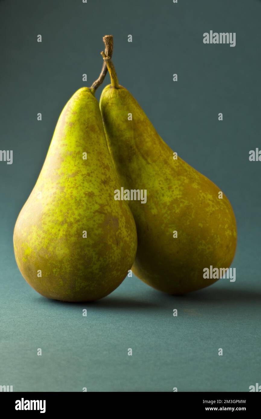 Two pears, Conference, breeder Francis Rivers, England, Imagon Stock ...