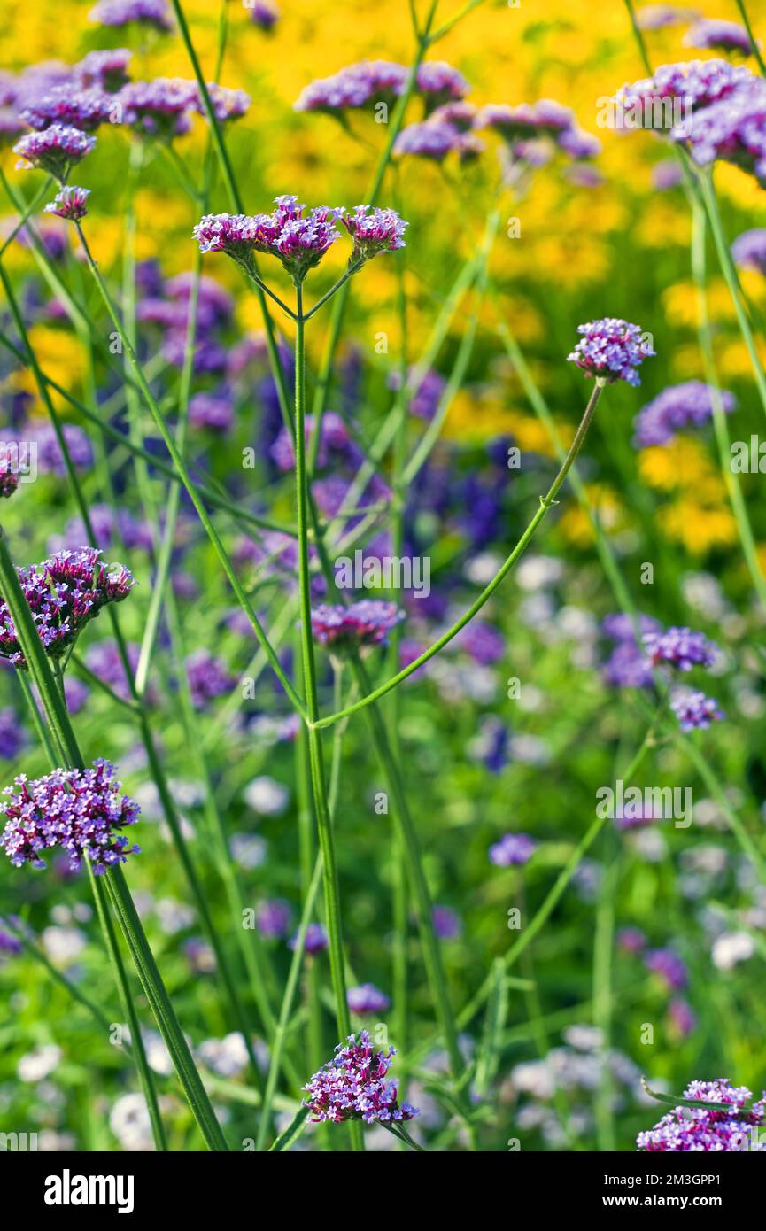 Common vervain (Verbena officinalis Stock Photo - Alamy