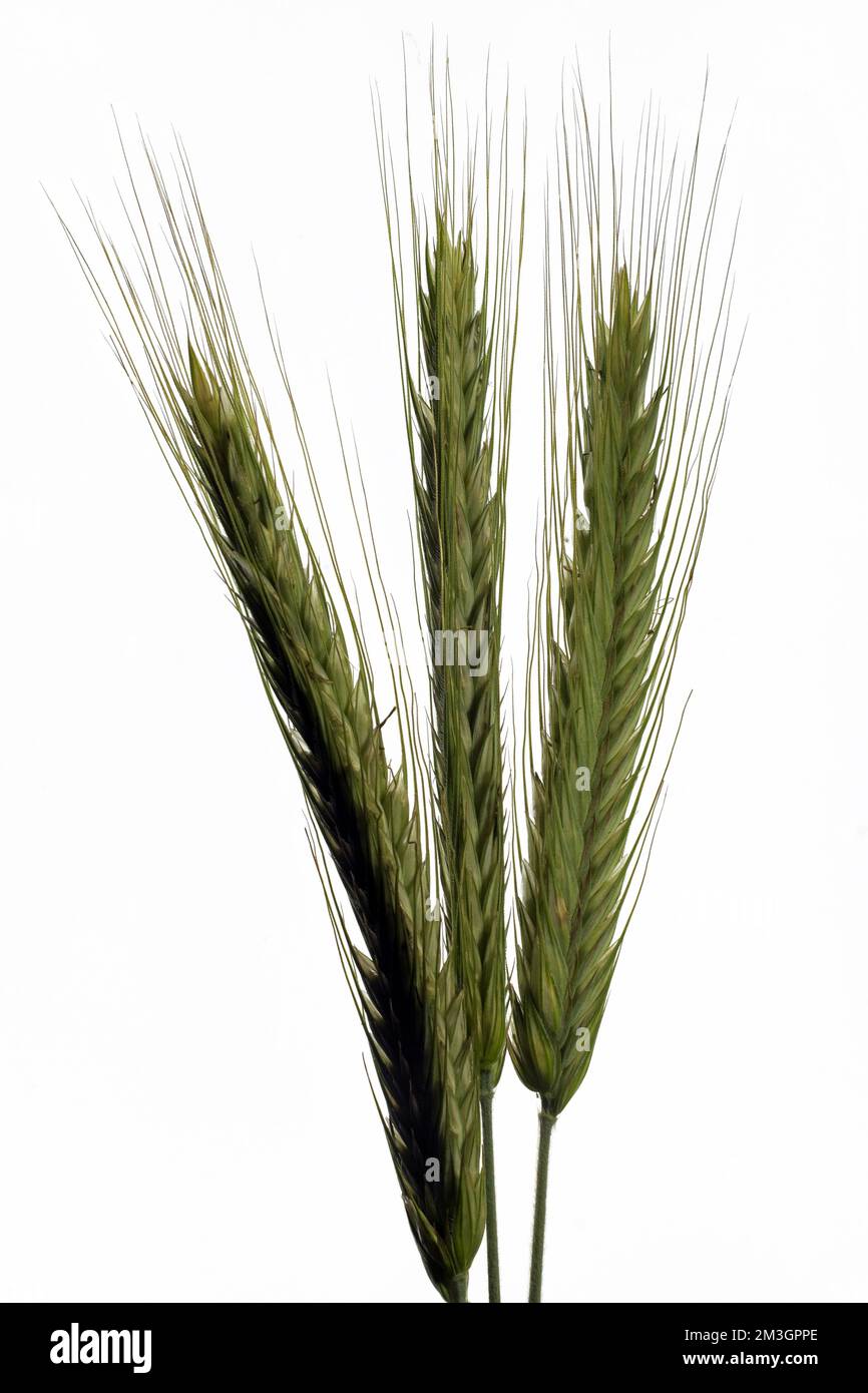 Rye secale cereale Cut Out Stock Images & Pictures - Alamy