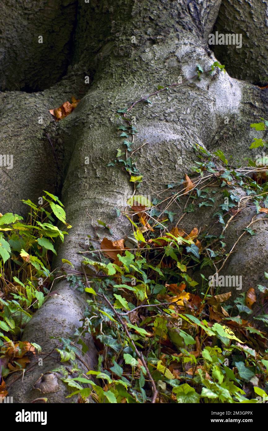 Beech forest in Knoops Park, Bremen Lesum, Germany Stock Photo - Alamy