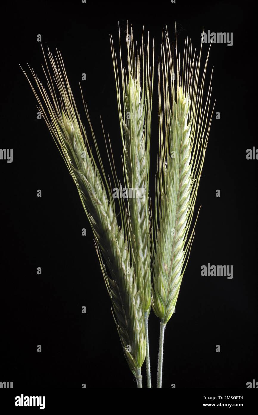 Rye grass seed head hi-res stock photography and images - Alamy